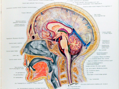 Retto microscopica | Schemi di Anatomia Umana